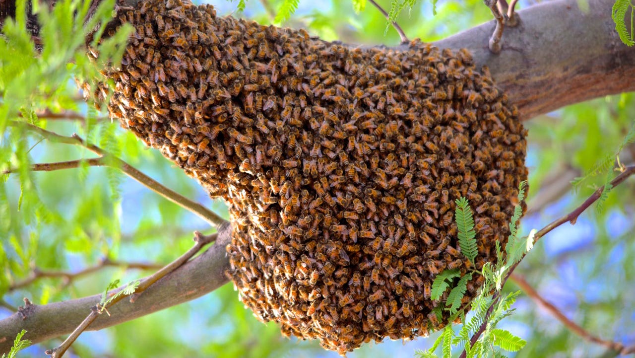 Man dies in bee attack at Enterprise - INews Guyana