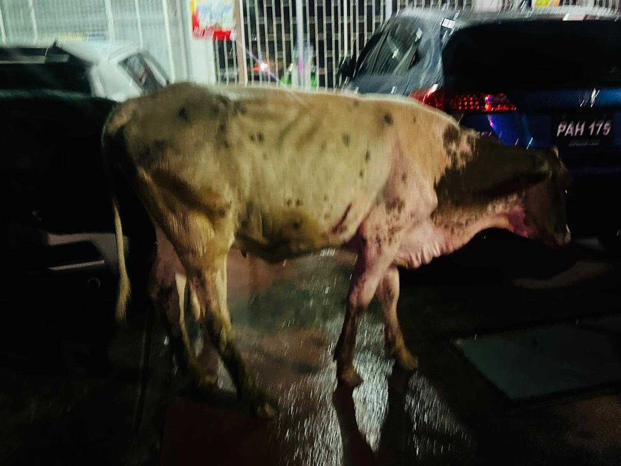 Speeding motorcyclist dies after colliding with cow - INews Guyana