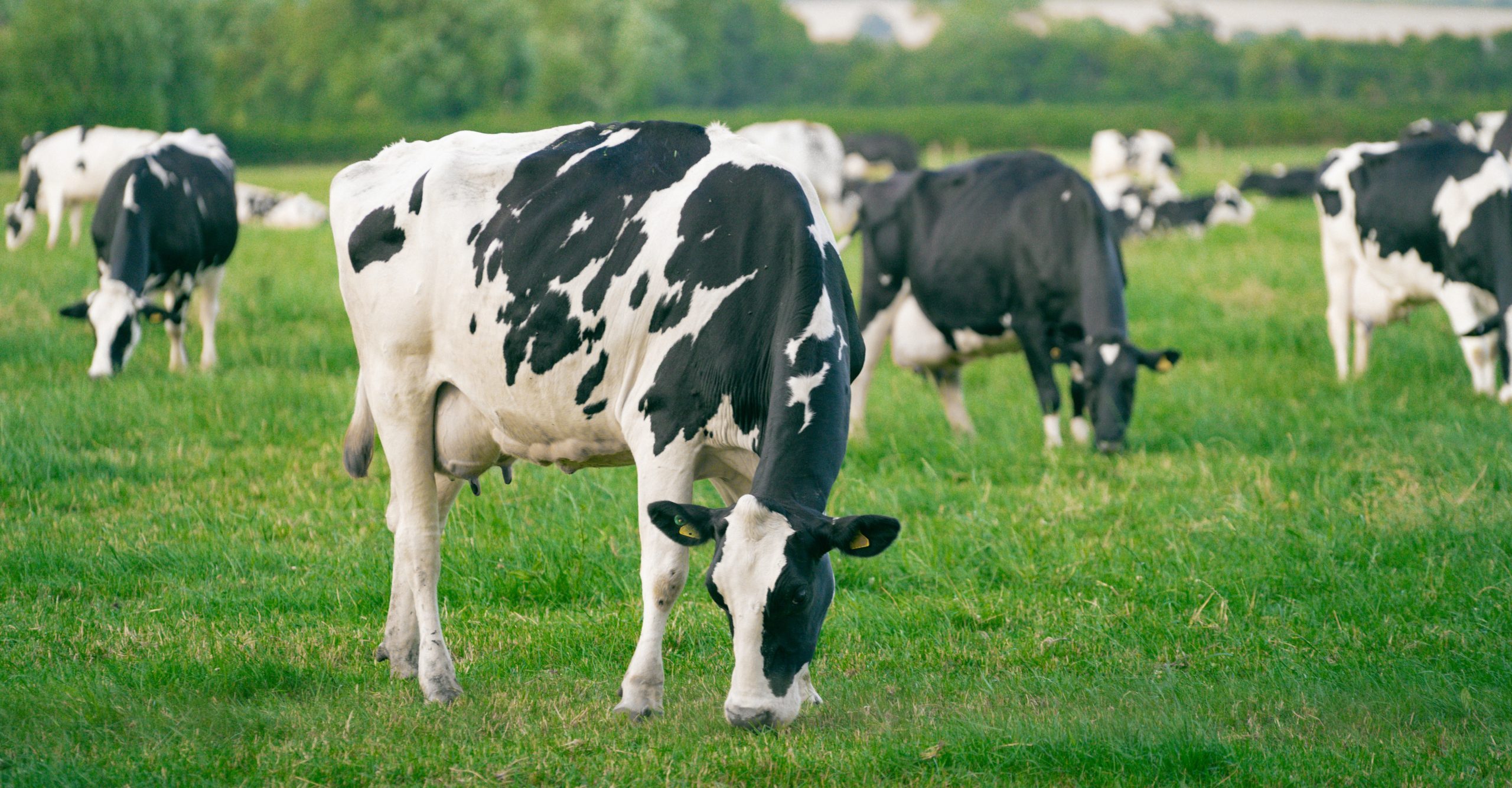 Govt to purchase all livestock produced on Leguan Island - Pres. Ali ...
