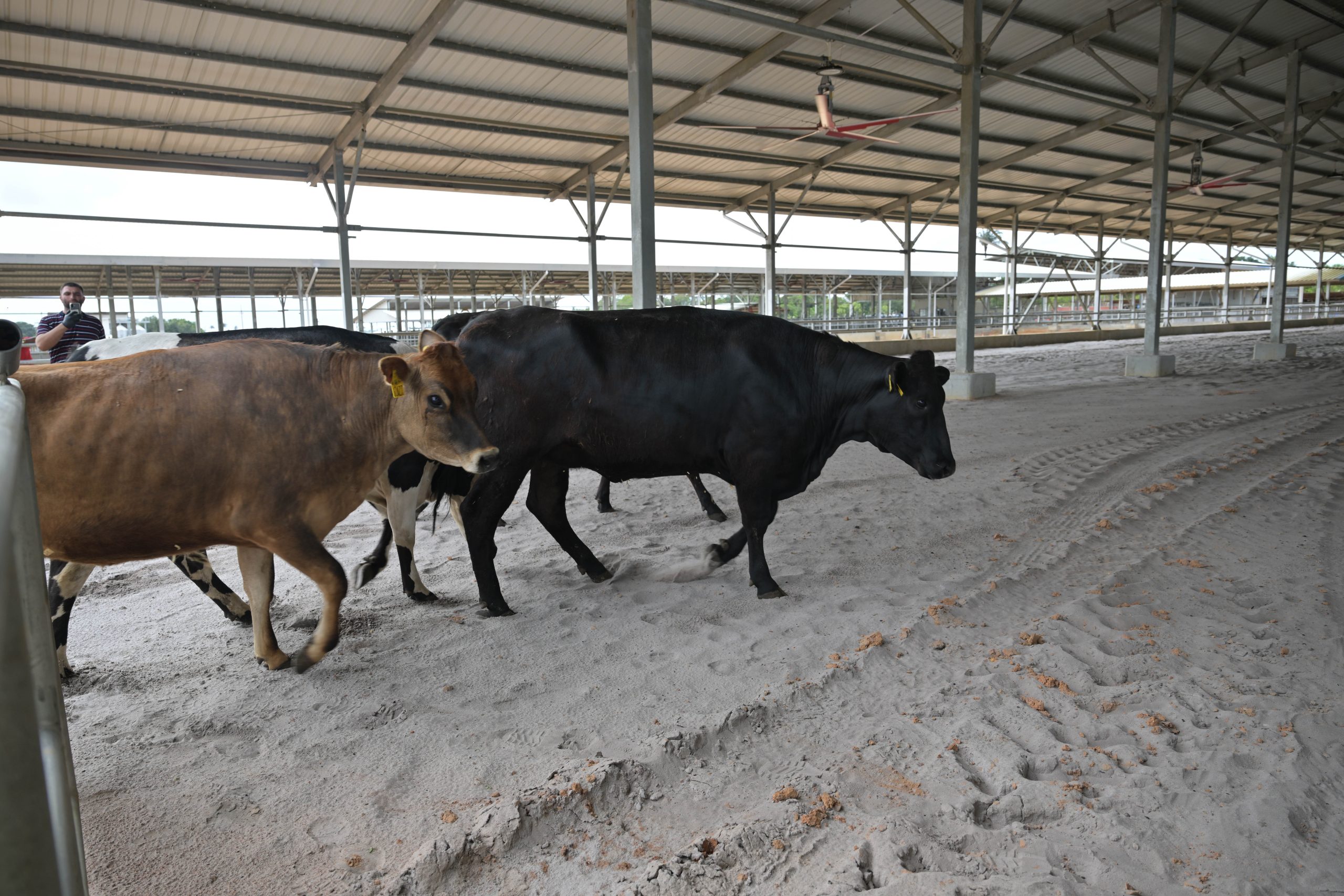 First shipment of breeding cattle arrives for DDL's US$30M Dairy Farm ...